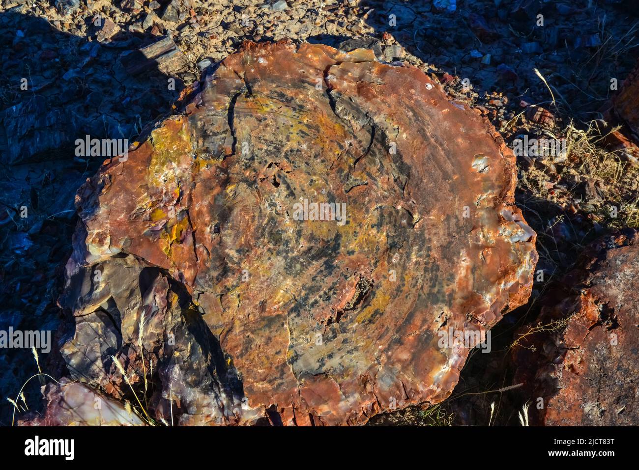 The trunks of petrified trees, multi-colored crystals of minerals ...