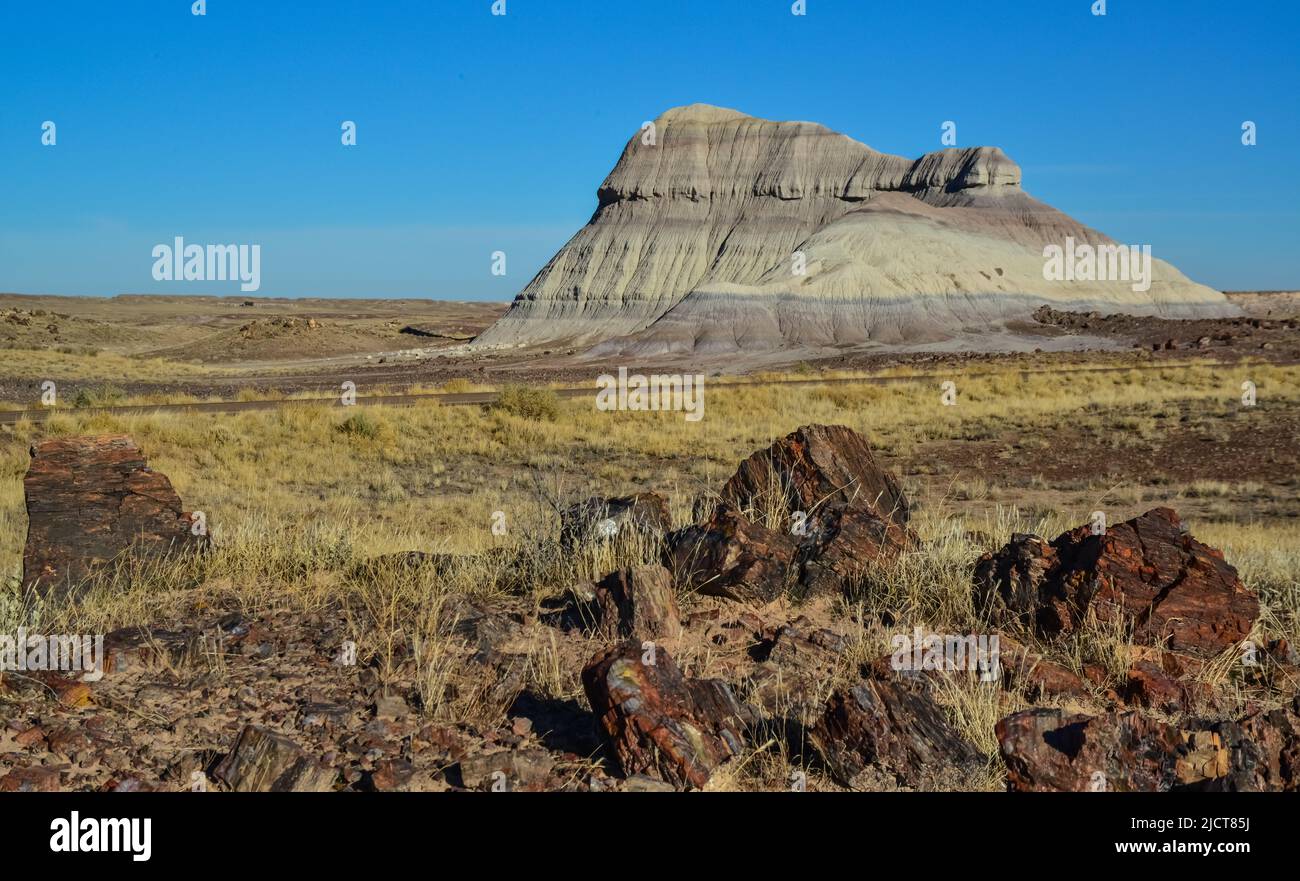 The trunks of petrified trees, multi-colored crystals of minerals ...