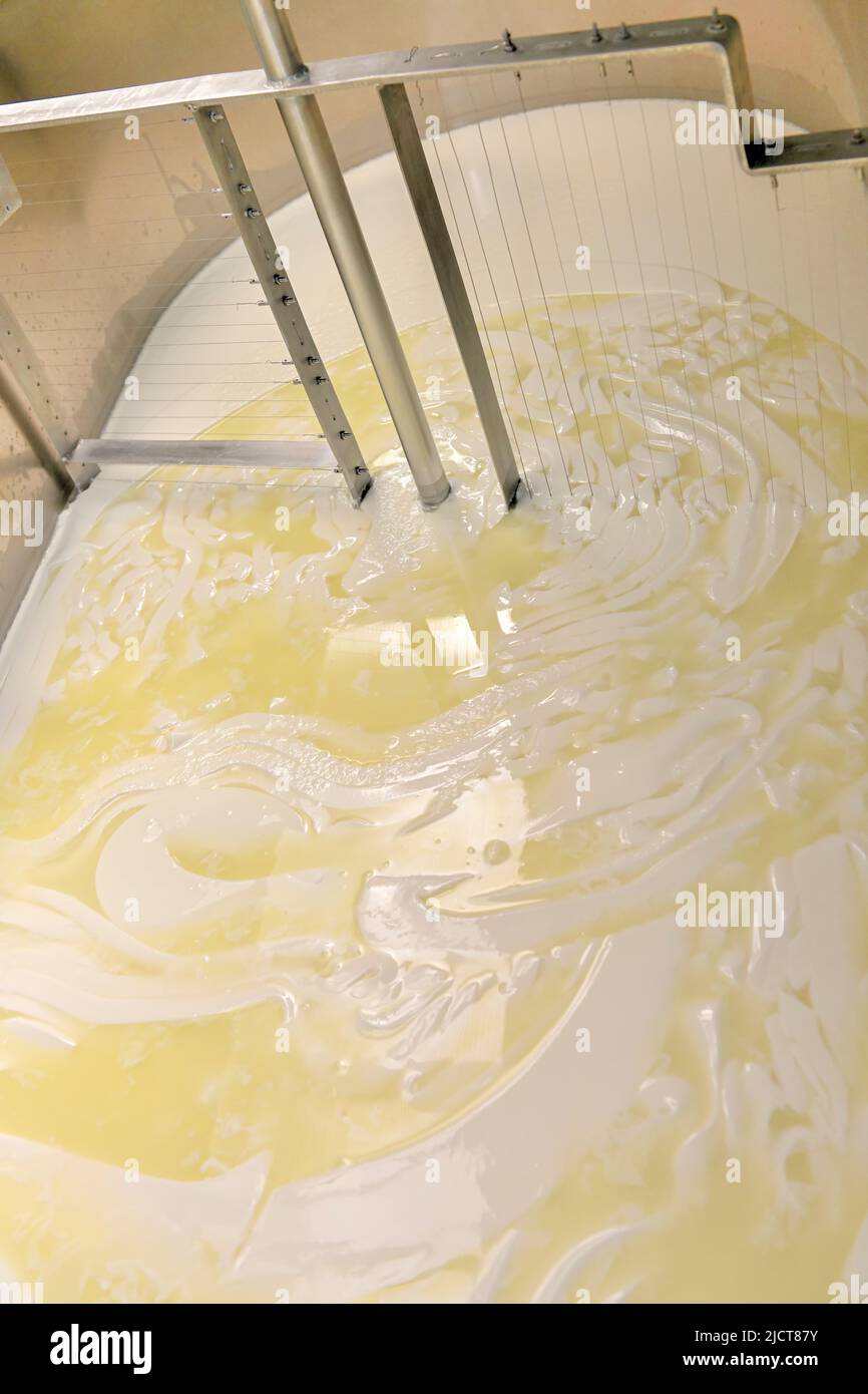 Artisan production of cheese, curd cutting and whey in the factory's ...