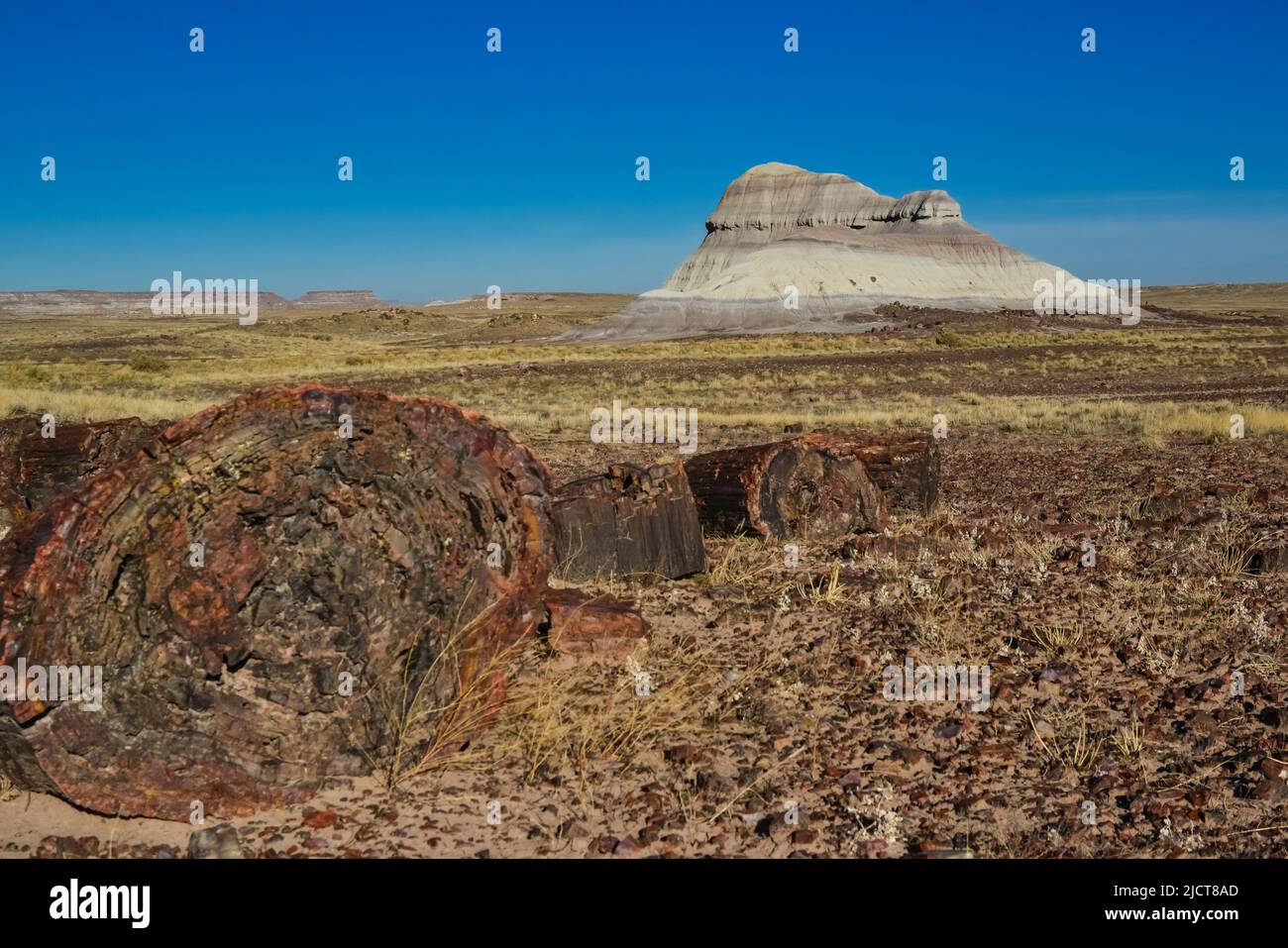 The trunks of petrified trees, multi-colored crystals of minerals ...