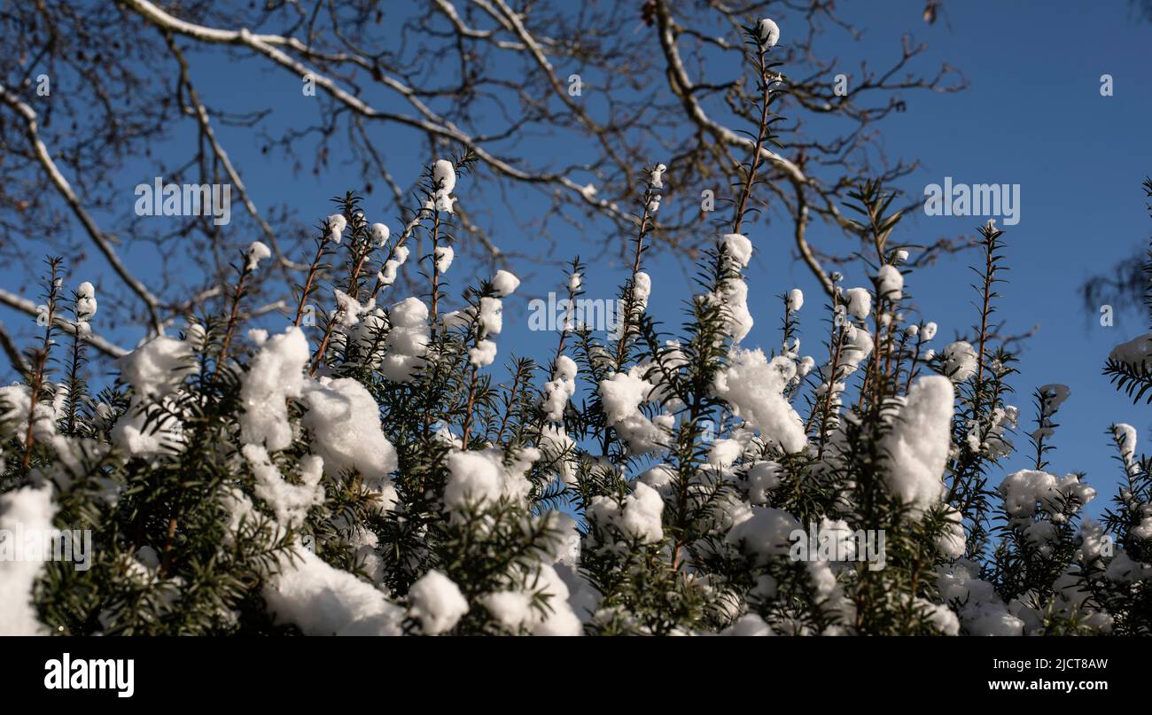 Yew hedge winter hi-res stock photography and images - Alamy