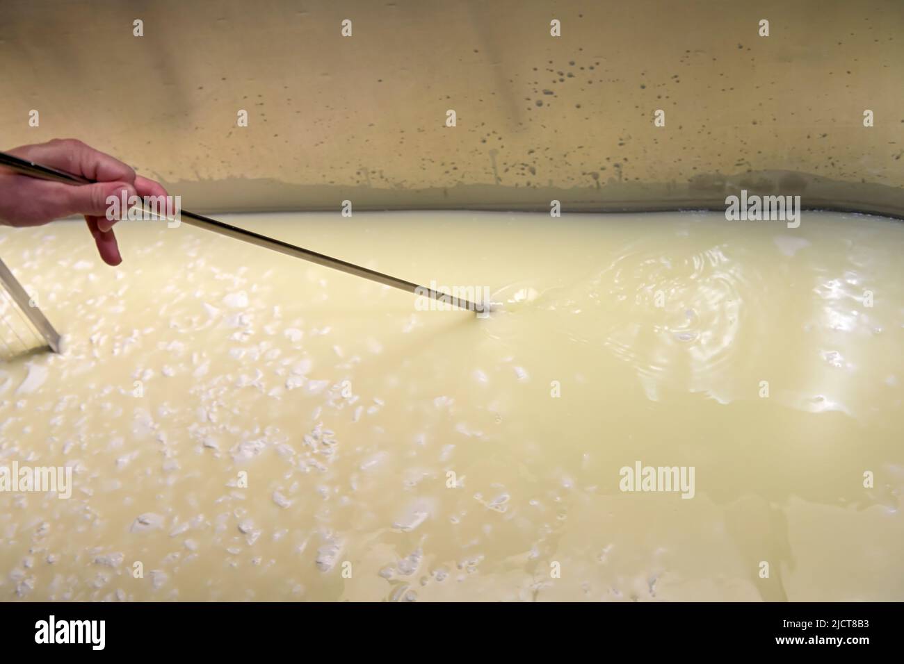 Artisanal cheese making, cutting the curd and whey in the factory tank ...