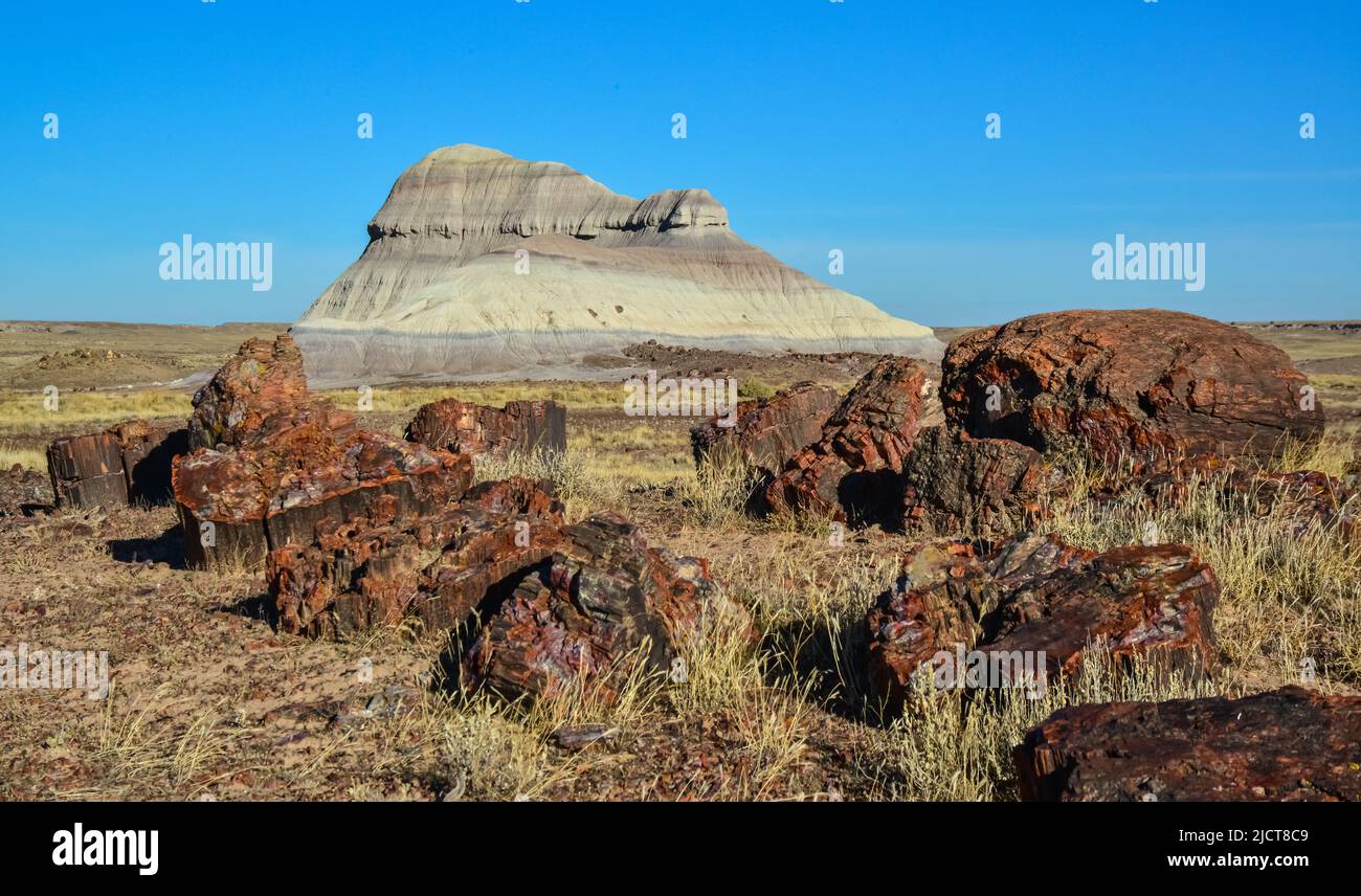 The trunks of petrified trees, multi-colored crystals of minerals ...