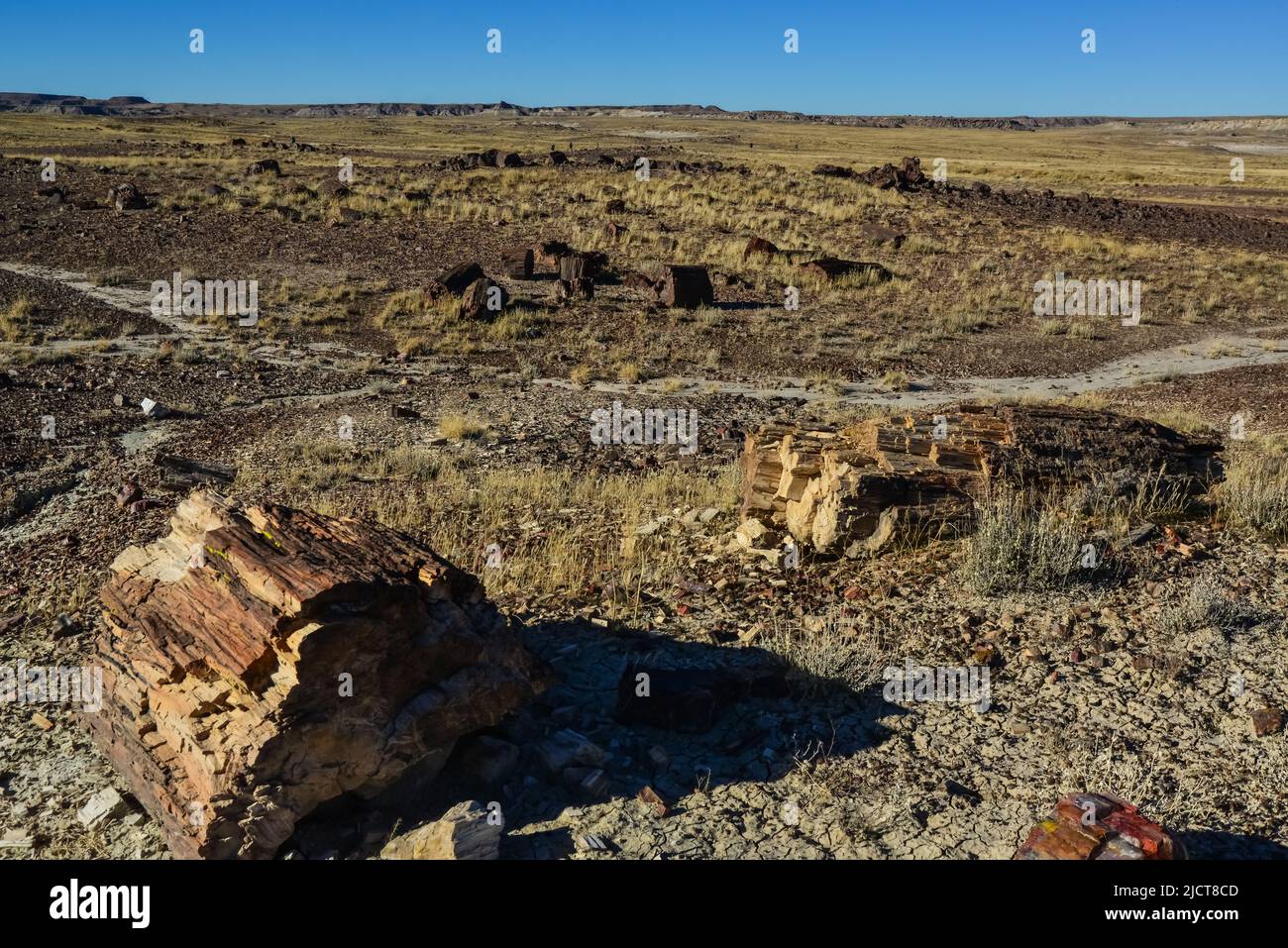 The trunks of petrified trees, multi-colored crystals of minerals ...