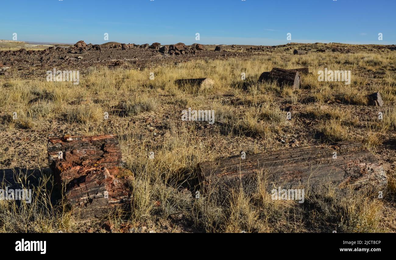 The trunks of petrified trees, multi-colored crystals of minerals ...