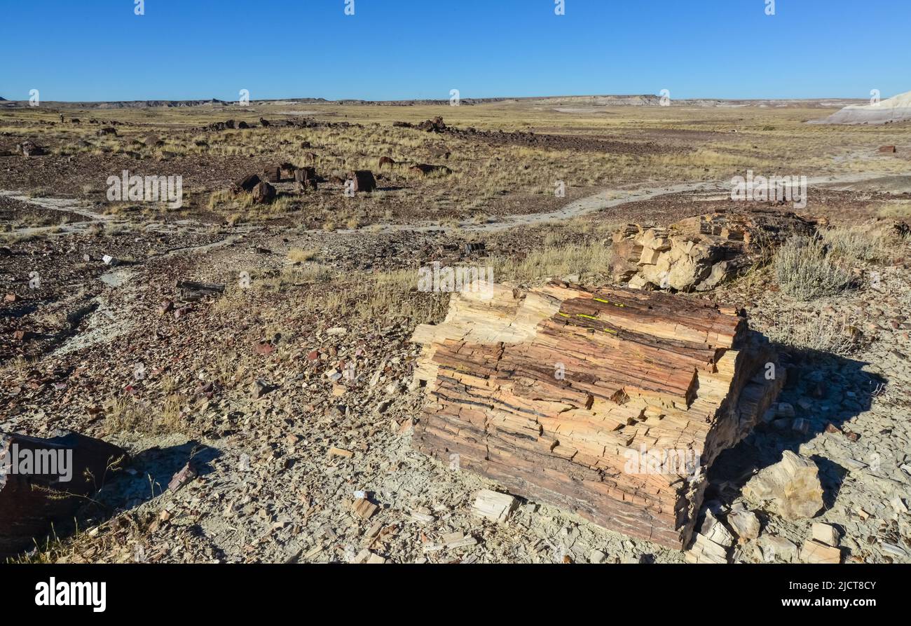 Trunks petrified trees multi hi-res stock photography and images - Alamy