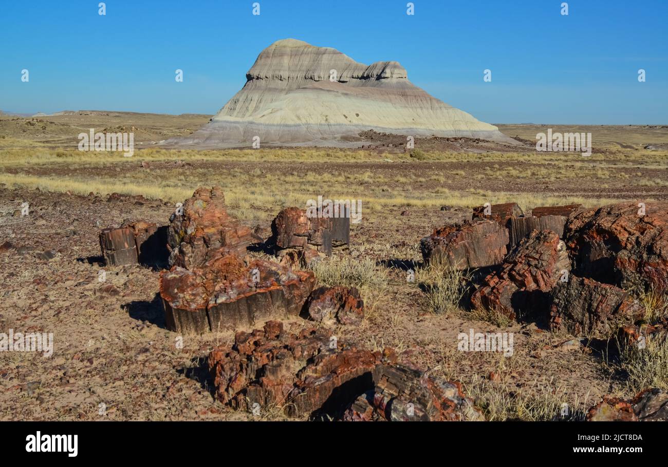 Trunks petrified trees multi hi-res stock photography and images - Alamy