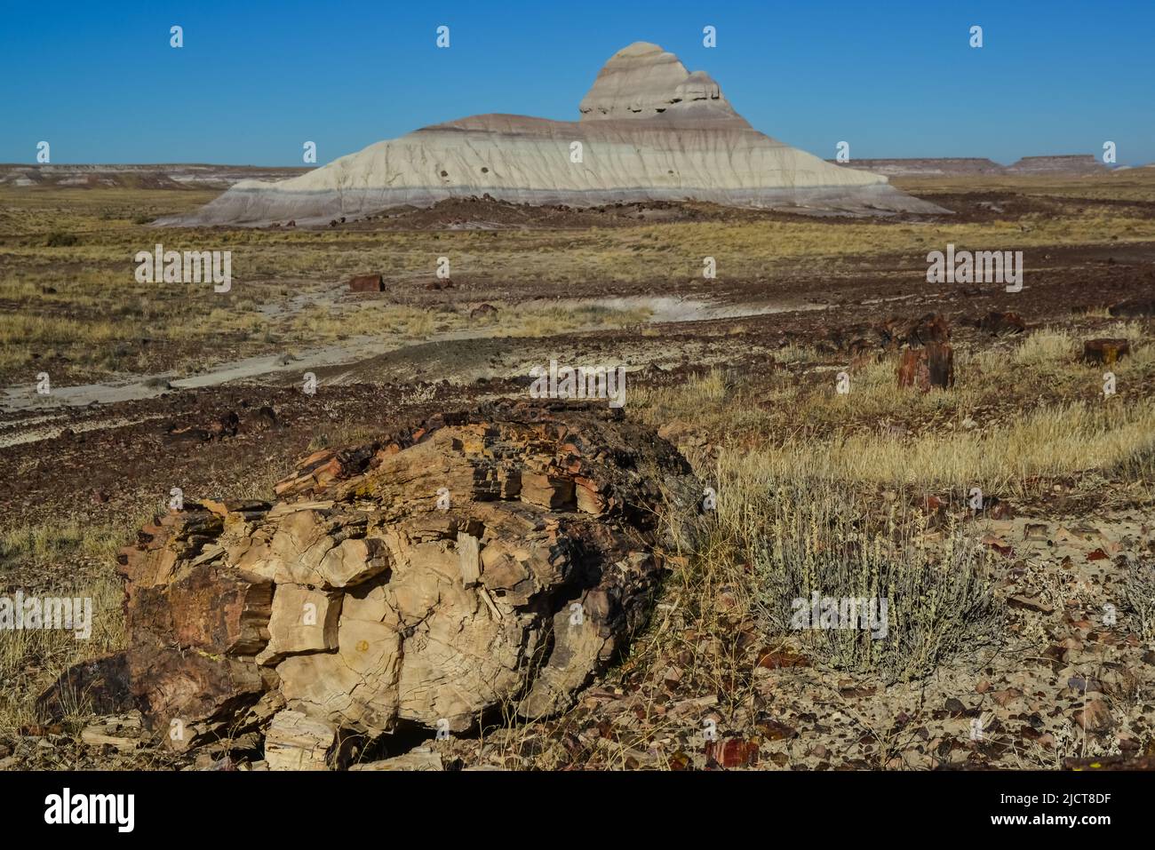 The trunks of petrified trees, multi-colored crystals of minerals ...