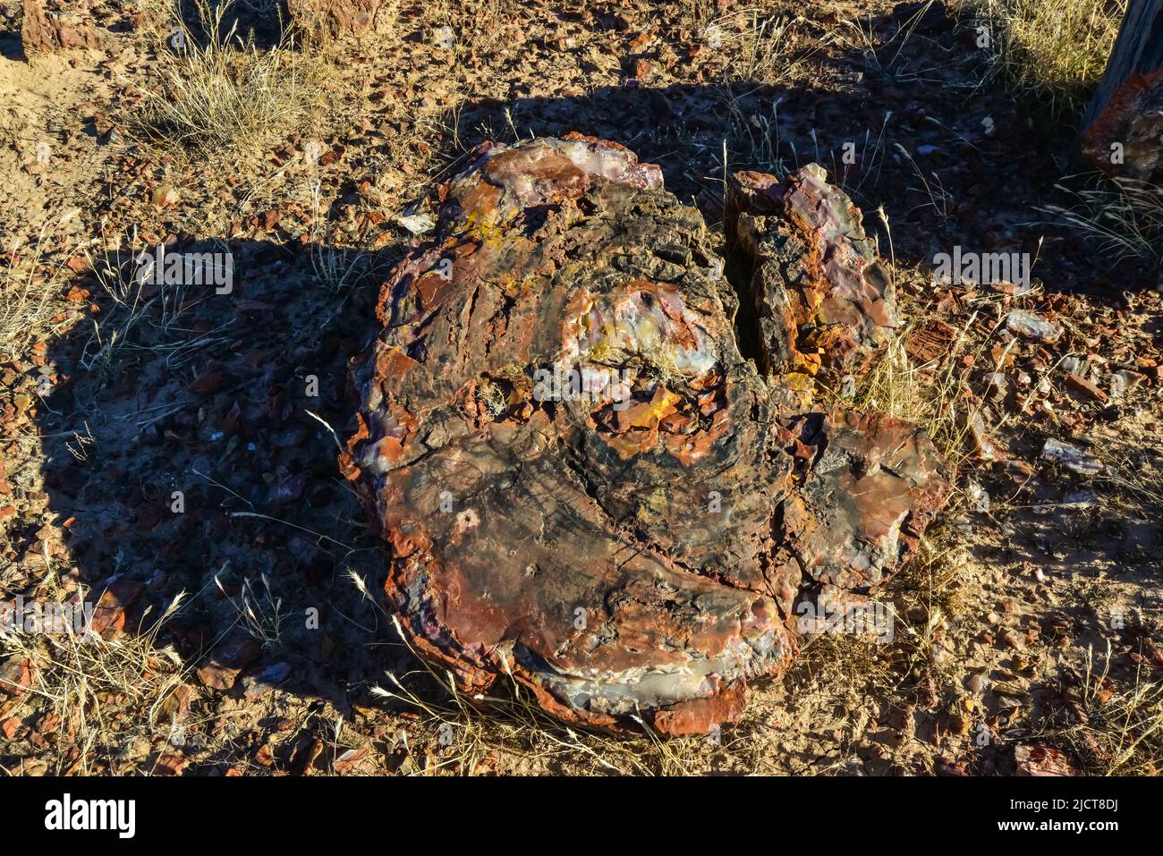 The trunks of petrified trees, multi-colored crystals of minerals ...