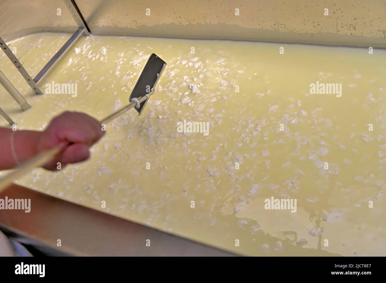 Artisanal cheese making, cutting the curd and whey in the factory tank ...