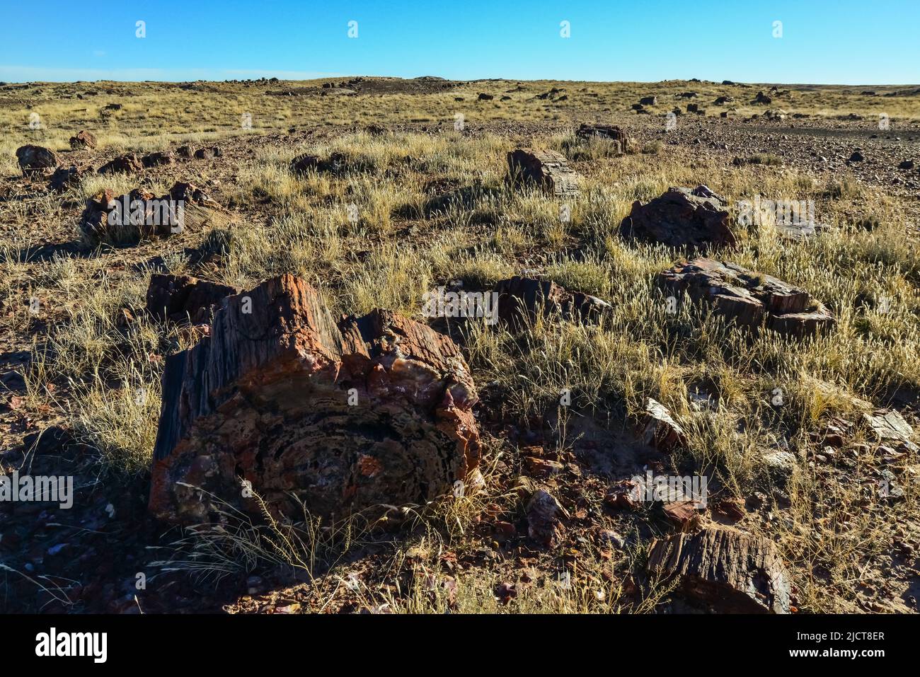 The trunks of petrified trees, multi-colored crystals of minerals ...