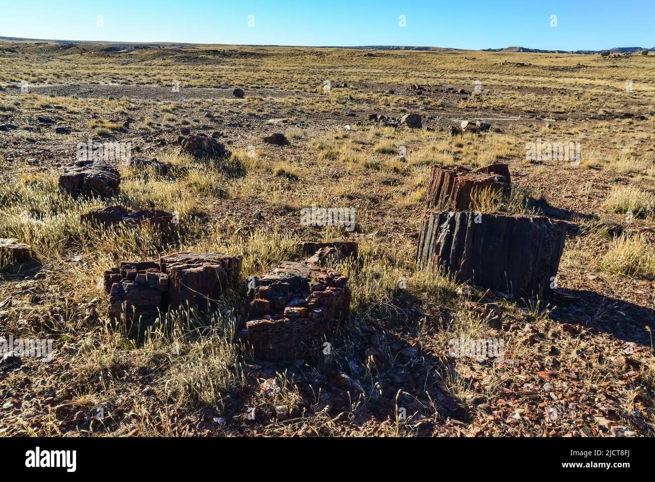 The trunks of petrified trees, multi-colored crystals of minerals ...