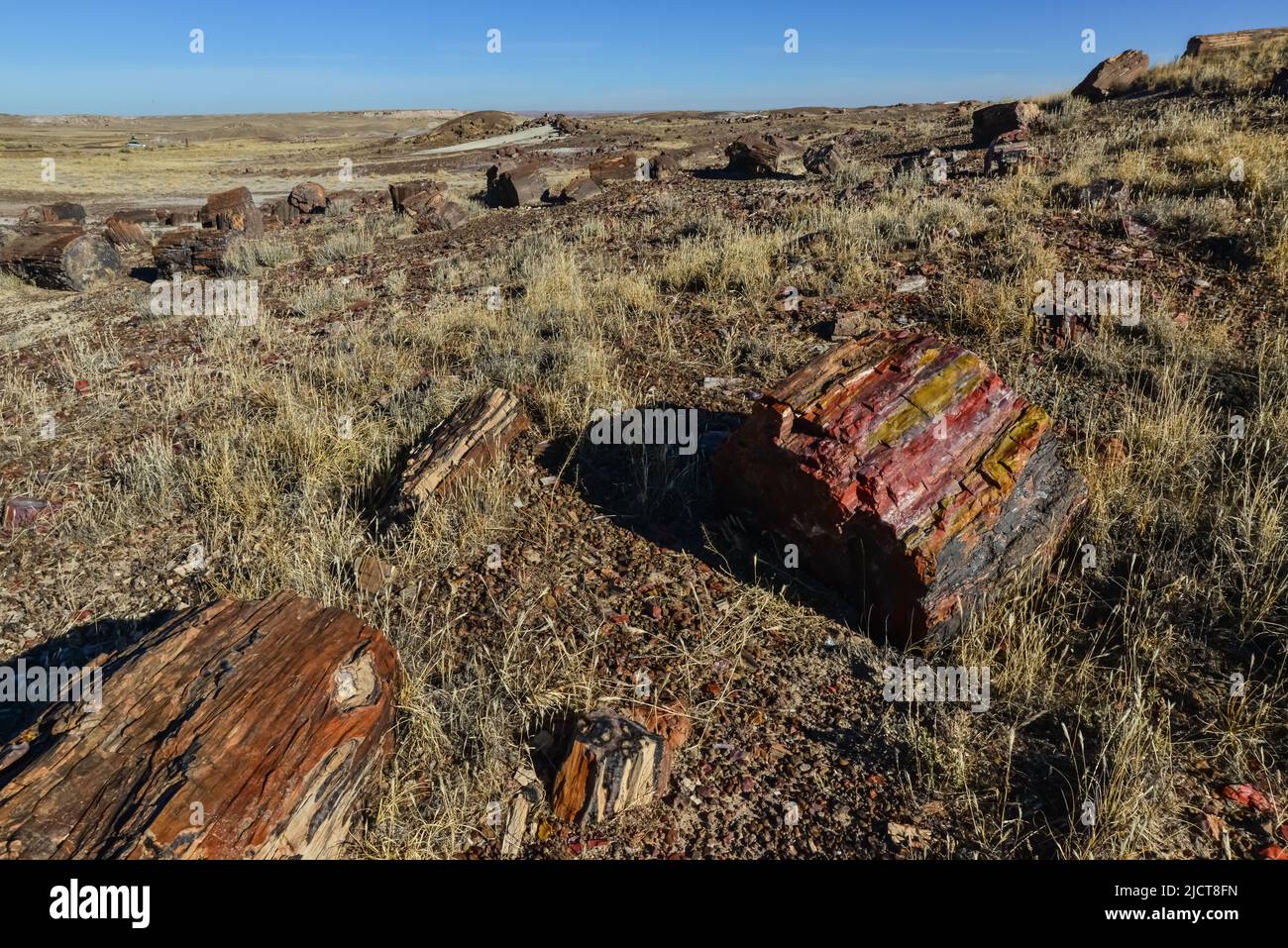 The trunks of petrified trees, multi-colored crystals of minerals ...