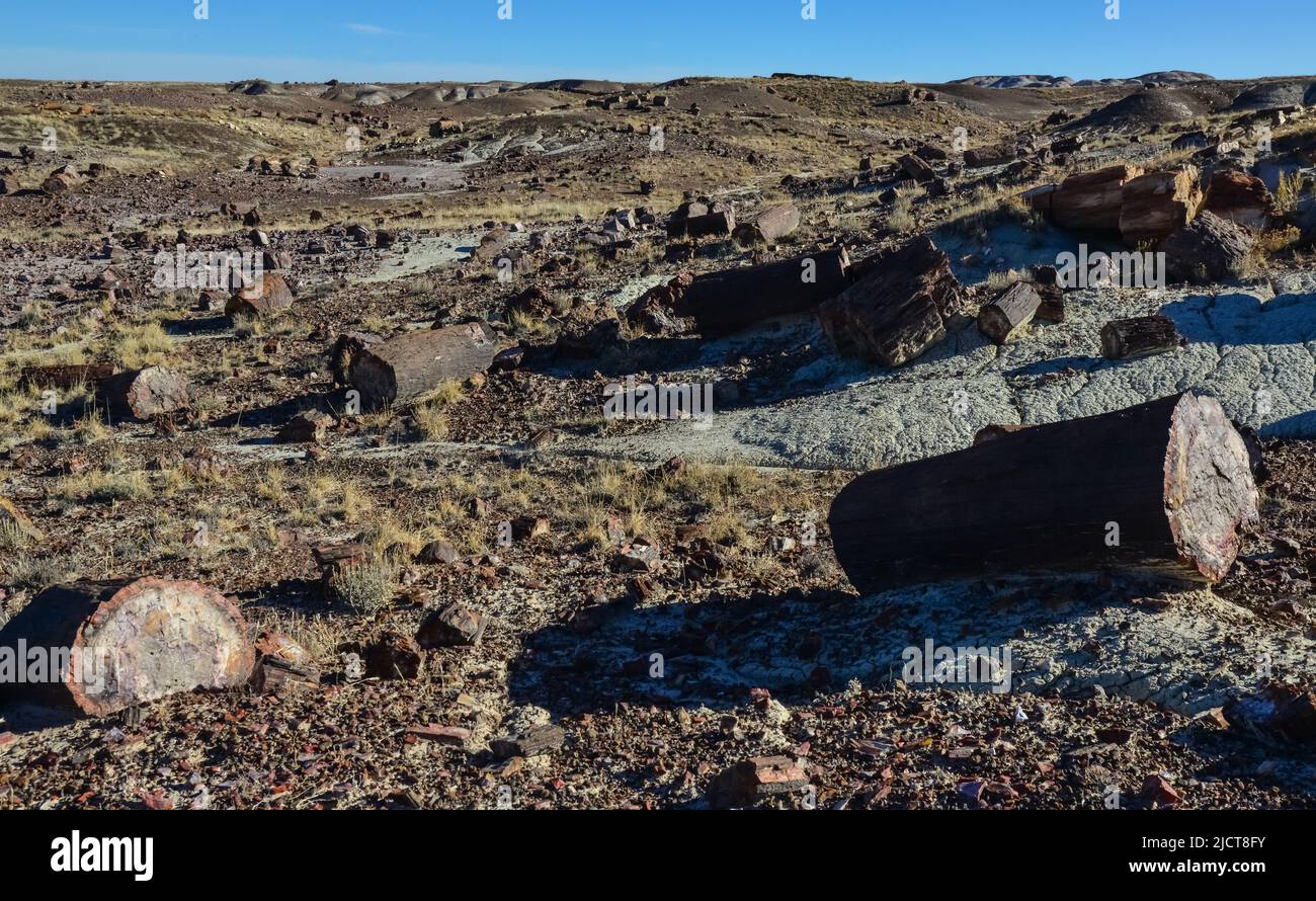 The trunks of petrified trees, multi-colored crystals of minerals ...
