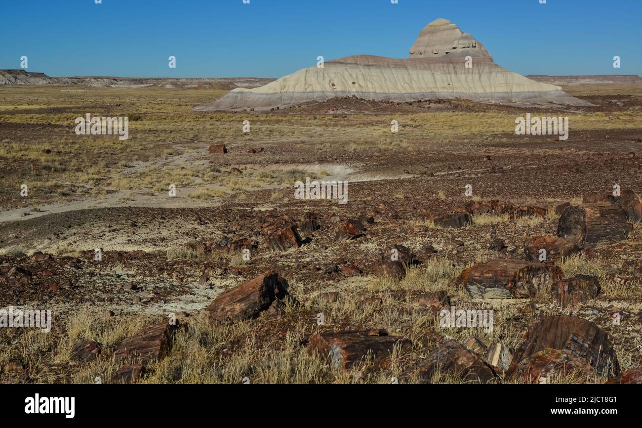Trunks petrified trees multi hi-res stock photography and images - Alamy