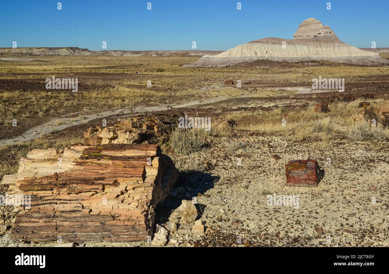 The trunks of petrified trees, multi-colored crystals of minerals ...