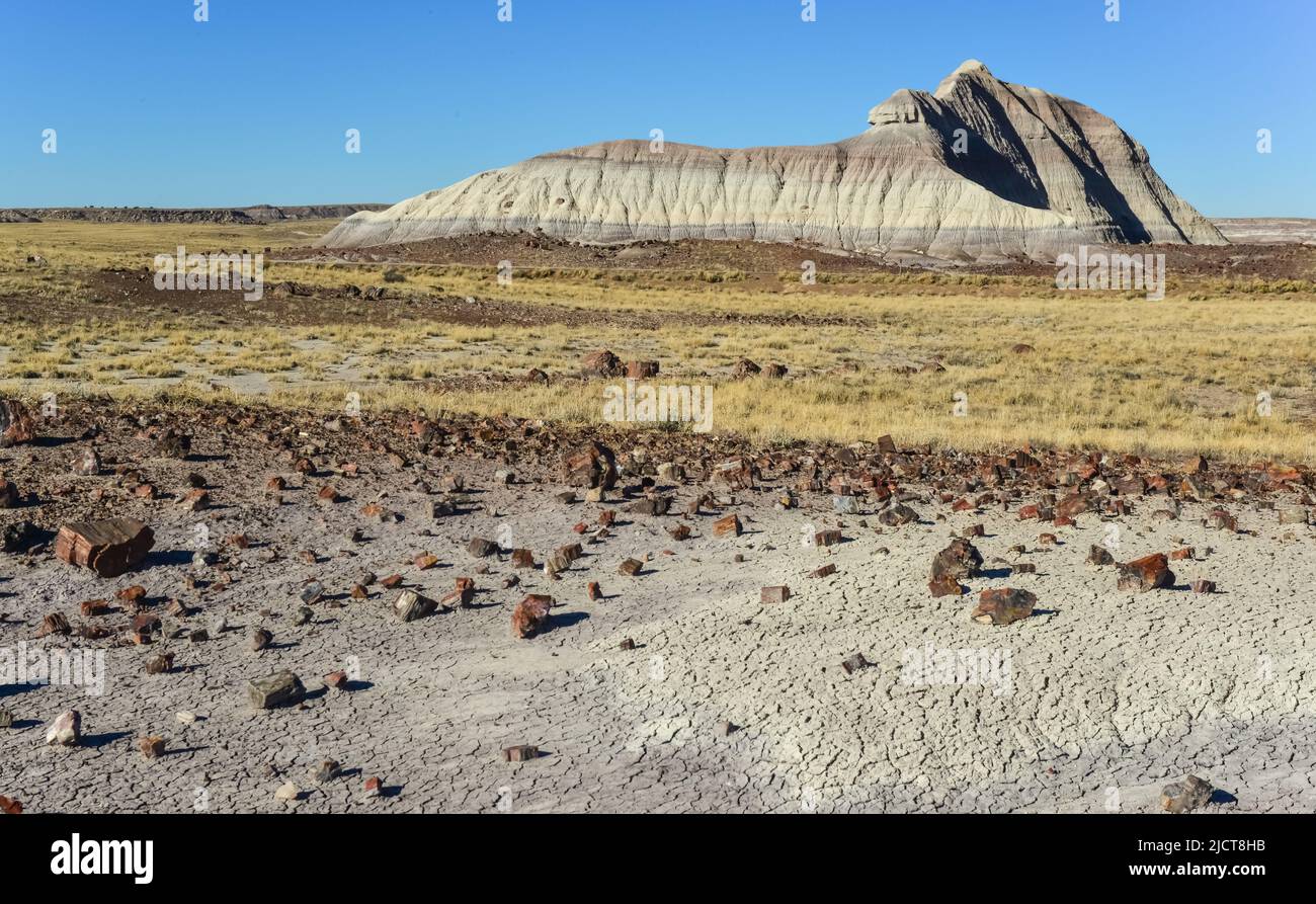 The trunks of petrified trees, multi-colored crystals of minerals ...