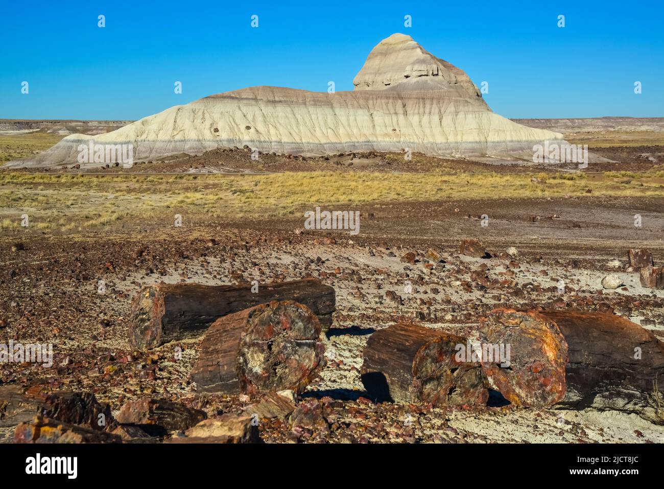 The trunks of petrified trees, multi-colored crystals of minerals ...