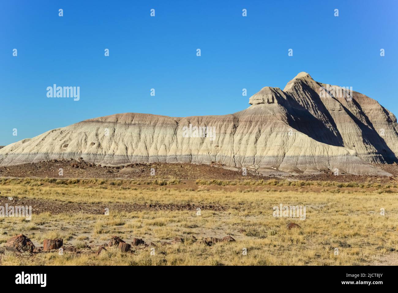 The trunks of petrified trees, multi-colored crystals of minerals ...