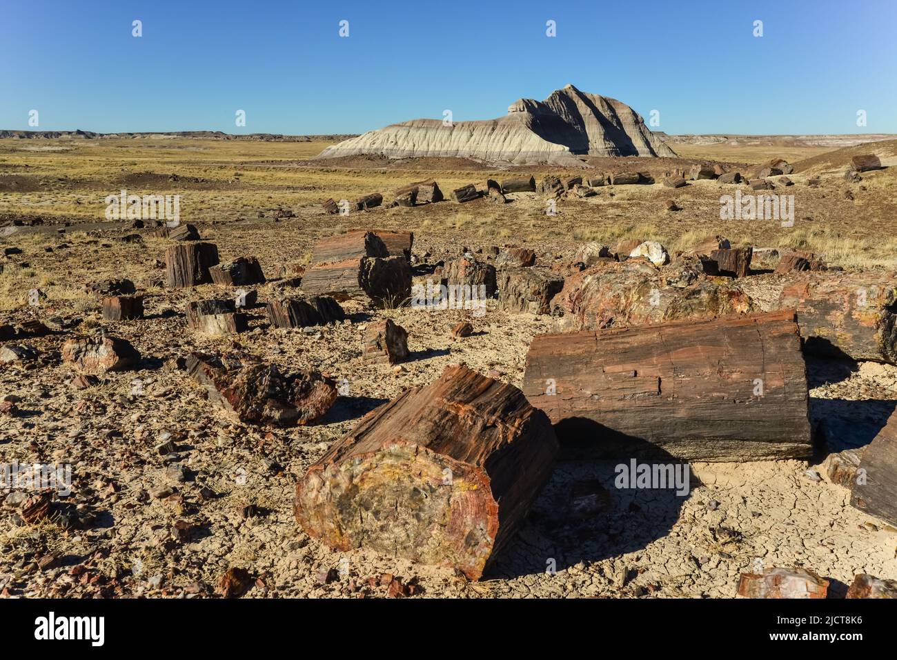 The trunks of petrified trees, multi-colored crystals of minerals ...
