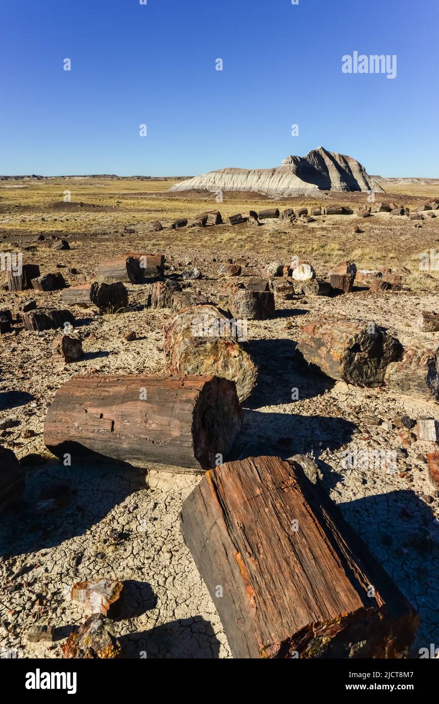 The trunks of petrified trees, multi-colored crystals of minerals ...