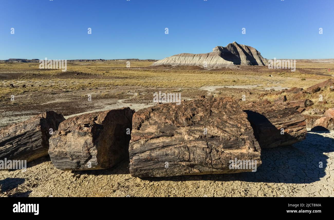The trunks of petrified trees, multi-colored crystals of minerals ...
