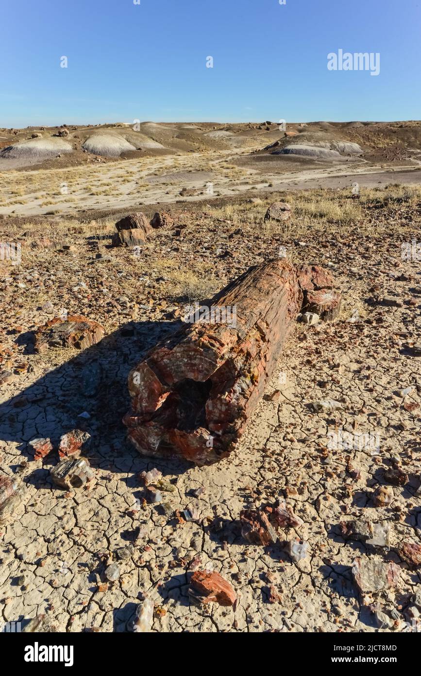 The trunks of petrified trees, multi-colored crystals of minerals ...