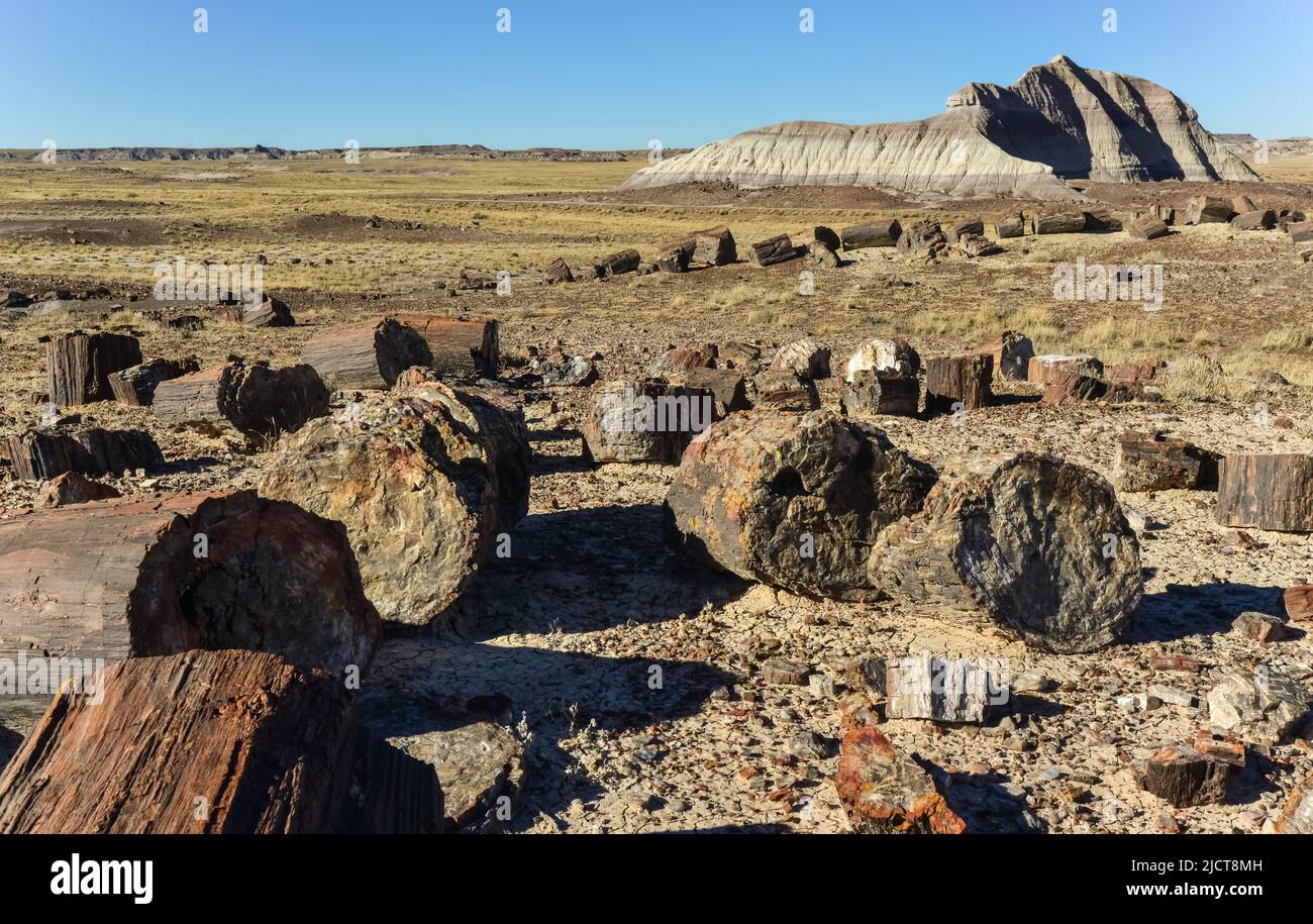 The trunks of petrified trees, multi-colored crystals of minerals ...