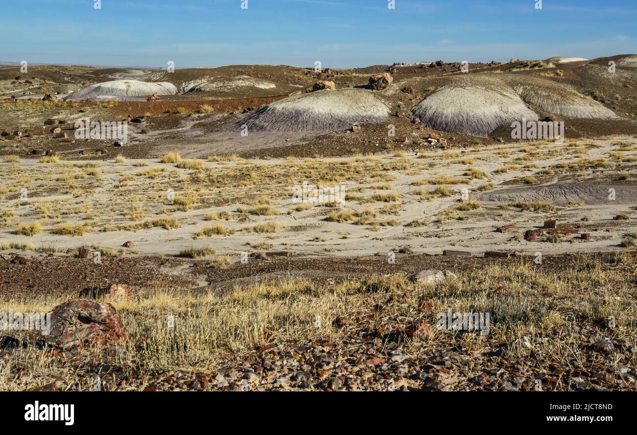 The trunks of petrified trees, multi-colored crystals of minerals ...
