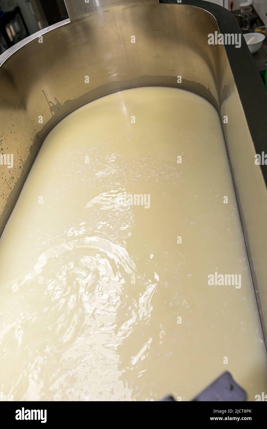 Artisanal cheese making, cutting the curd and whey in the factory tank ...