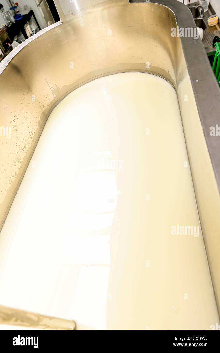 Artisanal cheese making, cutting the curd and whey in the factory tank ...