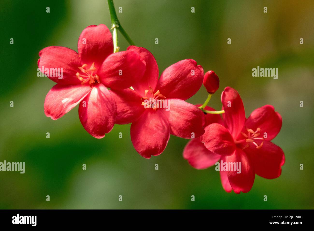 Jatropha integerrima, Red, Blooms, Jatropha, Flower, Red flower, Bloom ...