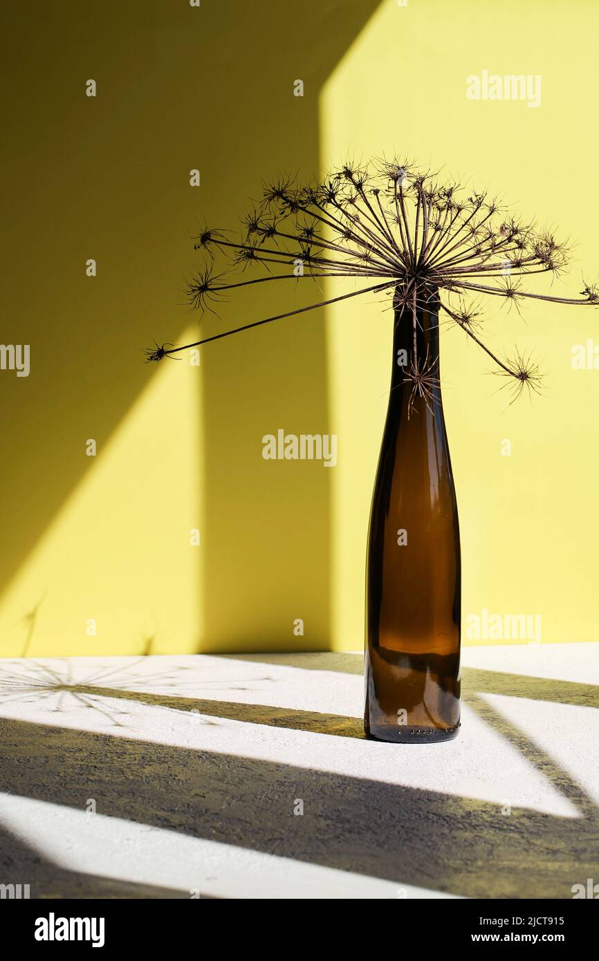 dry grass in bottle on yellow background with lines of deep shadows ...