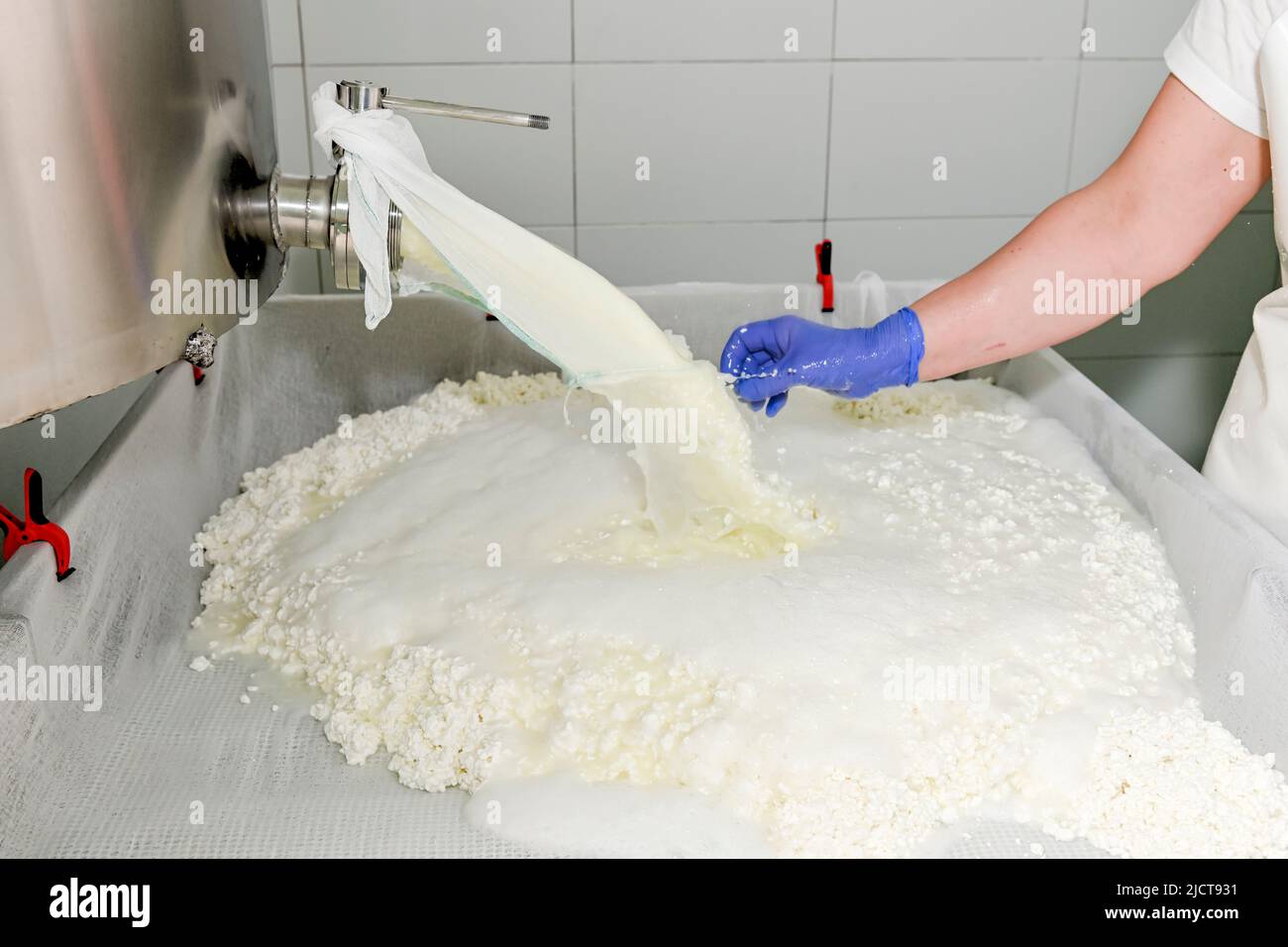 On the processing table, the whey is separated from the curd Stock ...