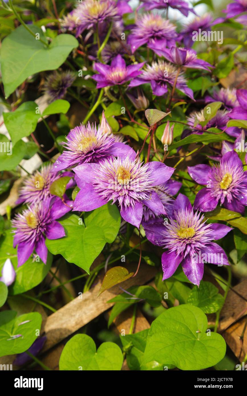 Clematis flowers at Prescott Park in Portsmouth, New Hampshire during ...