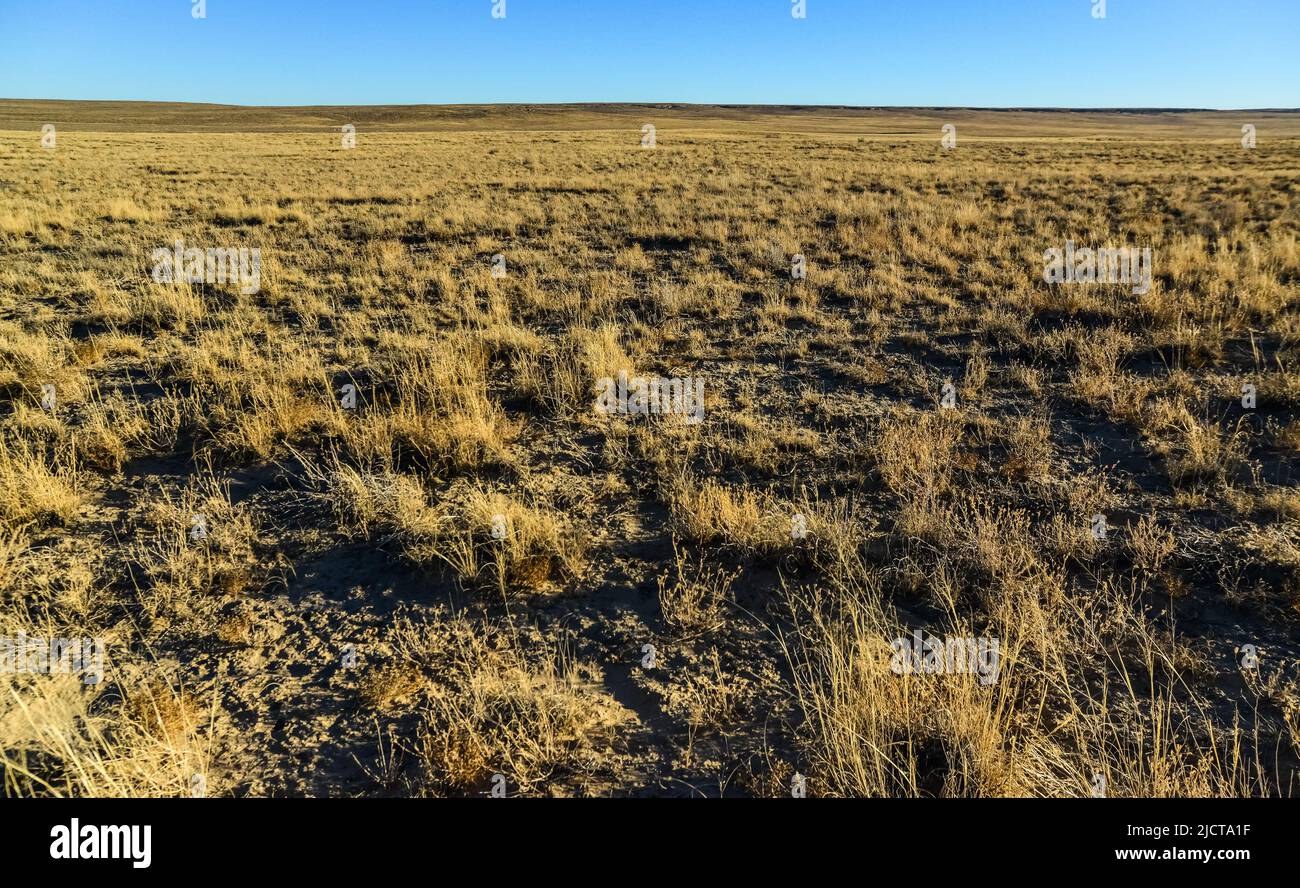 Dry grass glows in the rays of the setting sun in a desert area around ...