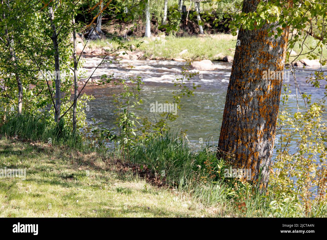 Small creek, brook beyond the trunk of an aspen tree. Plants on the ...