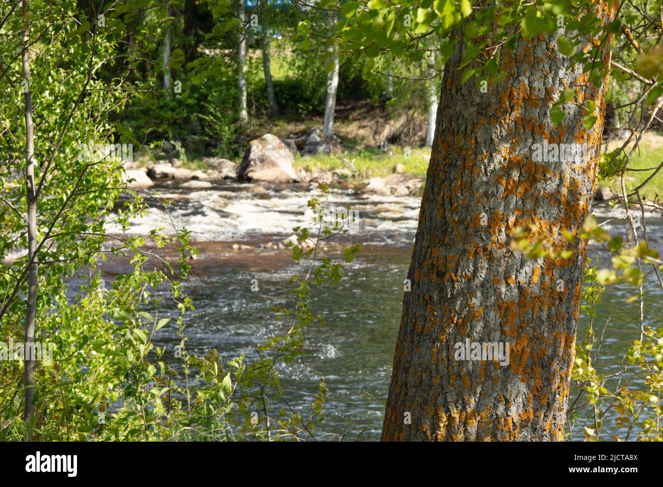 Small creek, brook beyond the trunk of an aspen tree. Plants on the ...