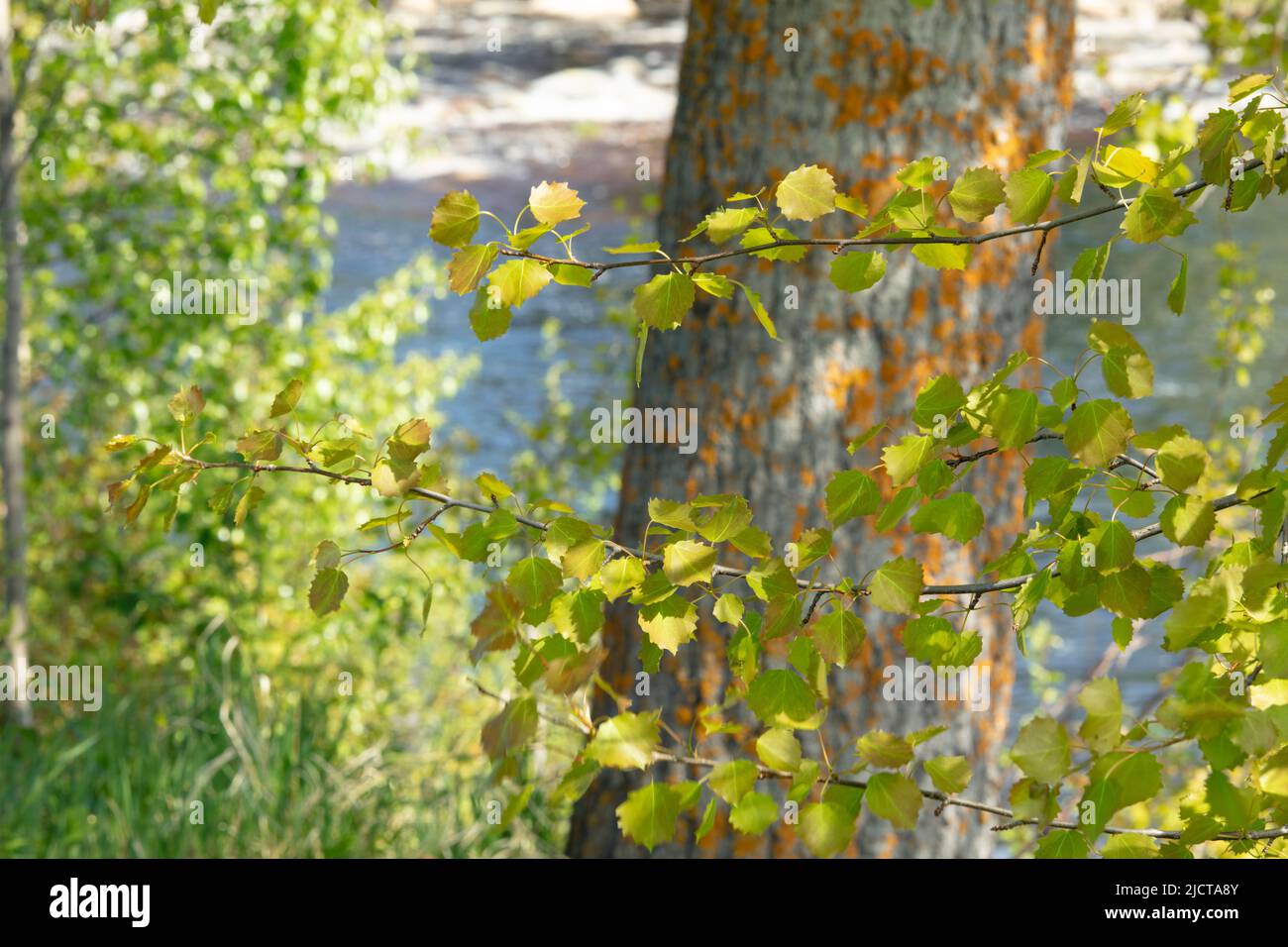 Small creek, brook beyond the trunk of an aspen tree. Plants on the ...