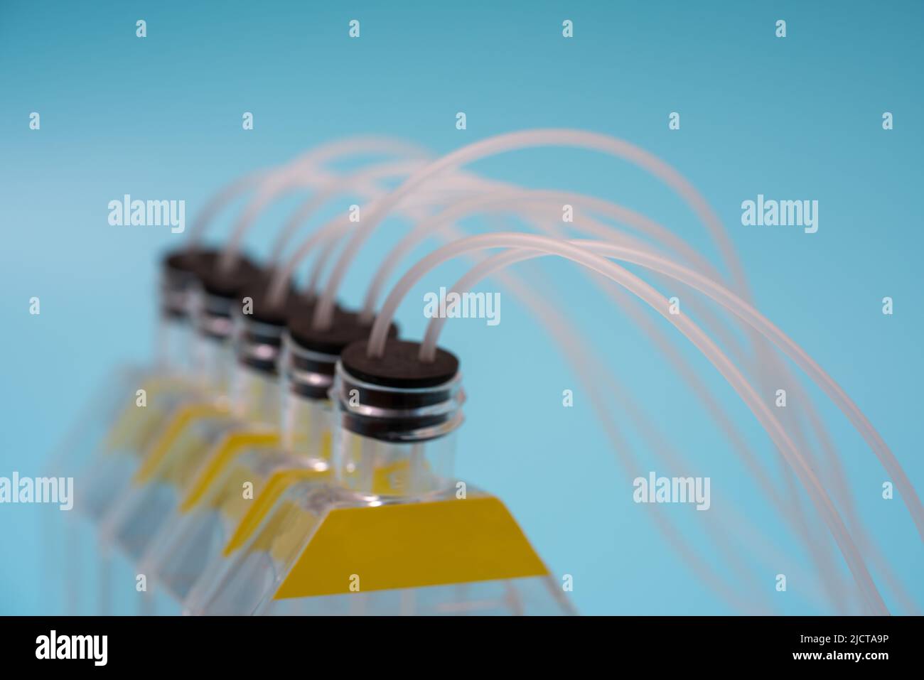 Experience with bacteria to obtain enzymes. cell culture flasks with ...