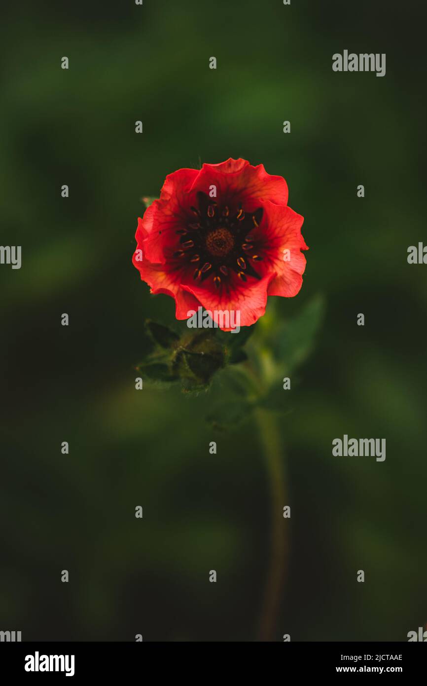 Red flower in spring morning Stock Photo - Alamy