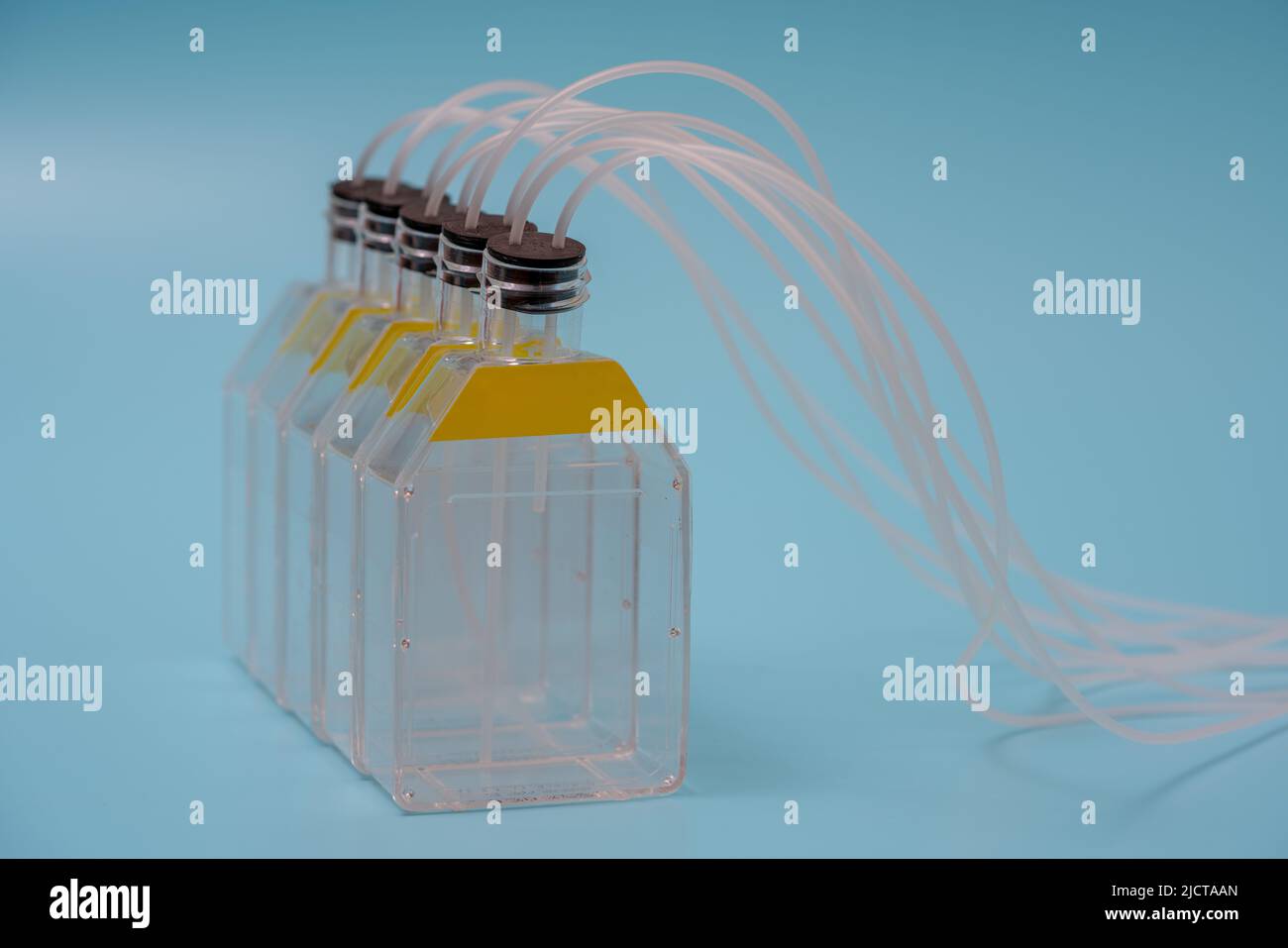 Experience with bacteria to obtain enzymes. cell culture flasks with ...