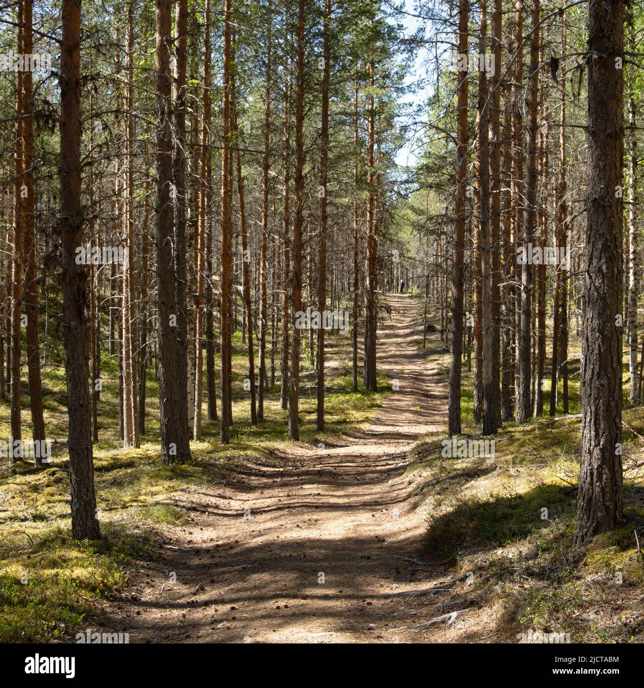 Pine trees in a Nordic forest, wood. Trunks and sticks on the ground ...