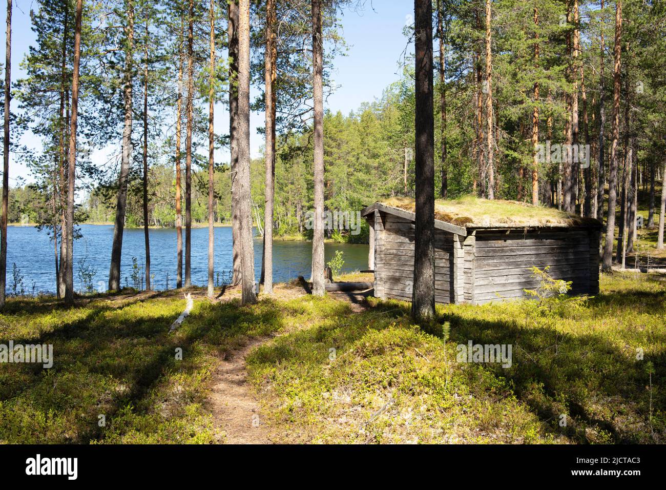 Wood, pine trees, a lake, and a cabin in a forest. Trunks and sticks on ...