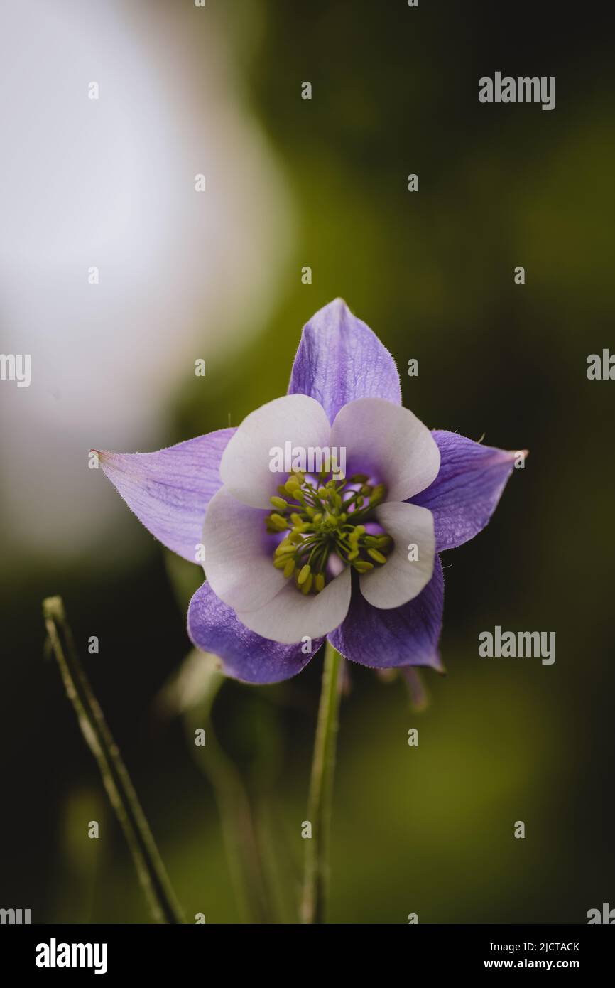 White purple flower in spring morning Stock Photo - Alamy