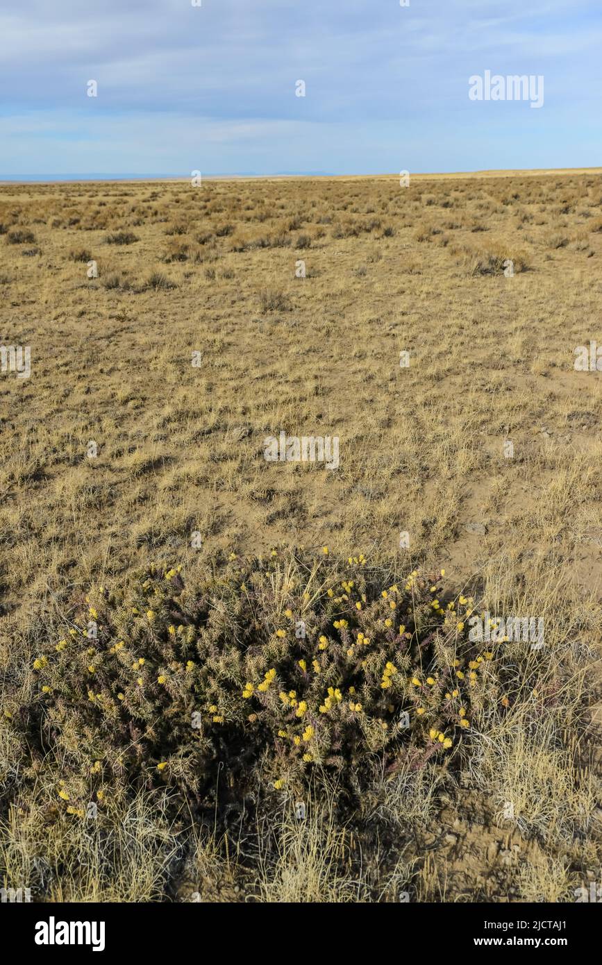 (Cylindropuntia versicolor) Prickly cylindropuntia with yellow fruits ...