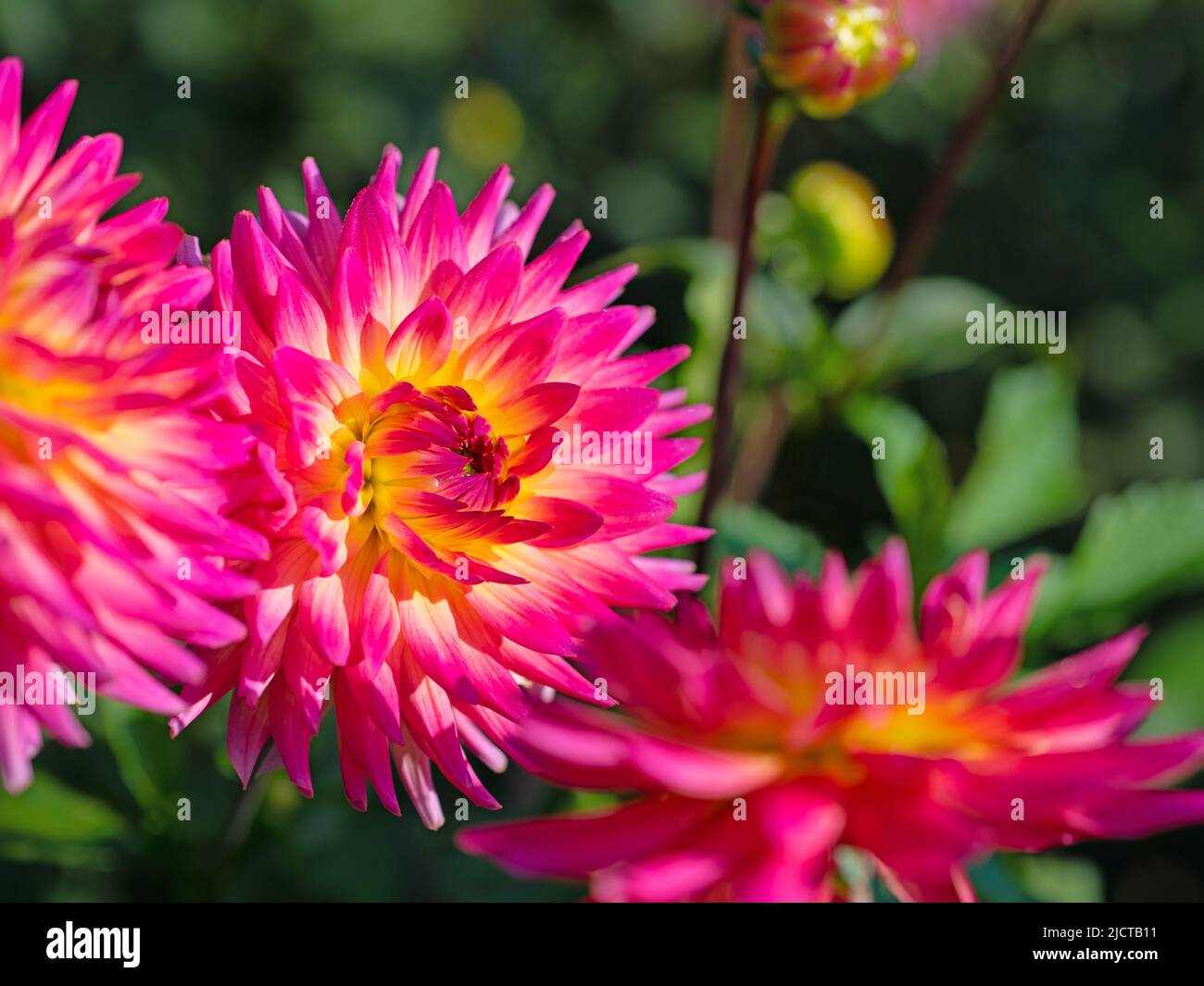 Blooming dahlias in a closeup Stock Photo - Alamy