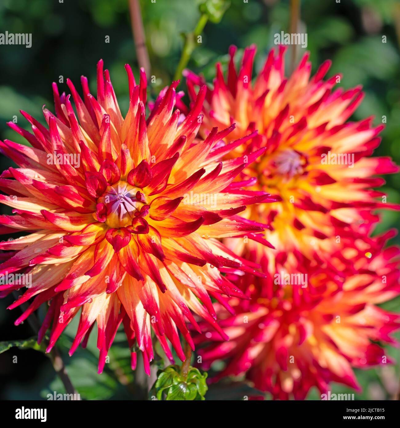 Blooming dahlias in a closeup Stock Photo - Alamy