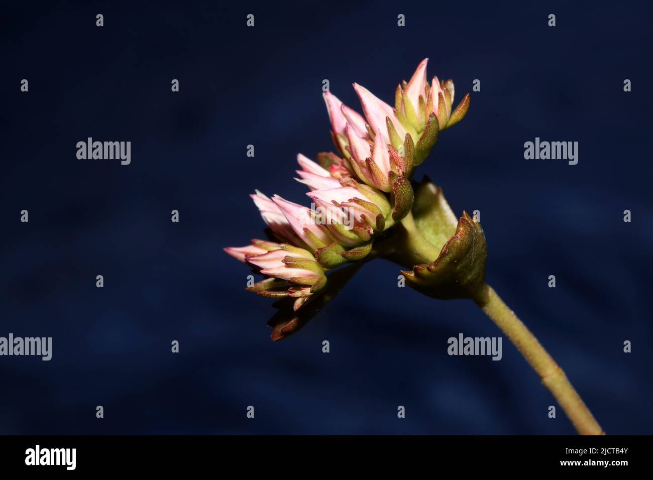 Wild rock flower blossom close up sedum spurium family crassulaceae ...
