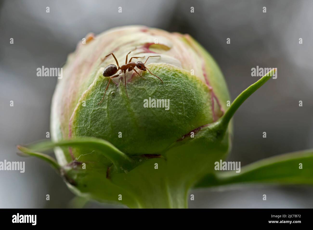 Ant crawling on flower hi-res stock photography and images - Alamy